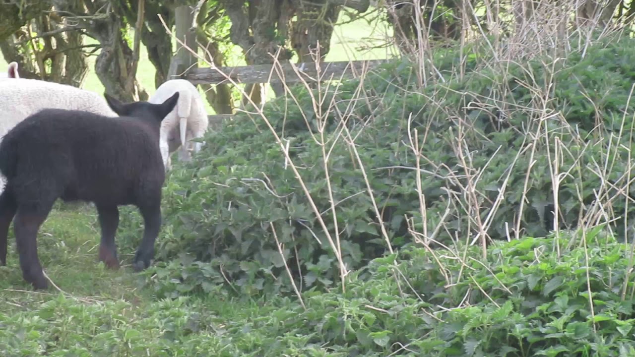 The singing lamb's - YouTube