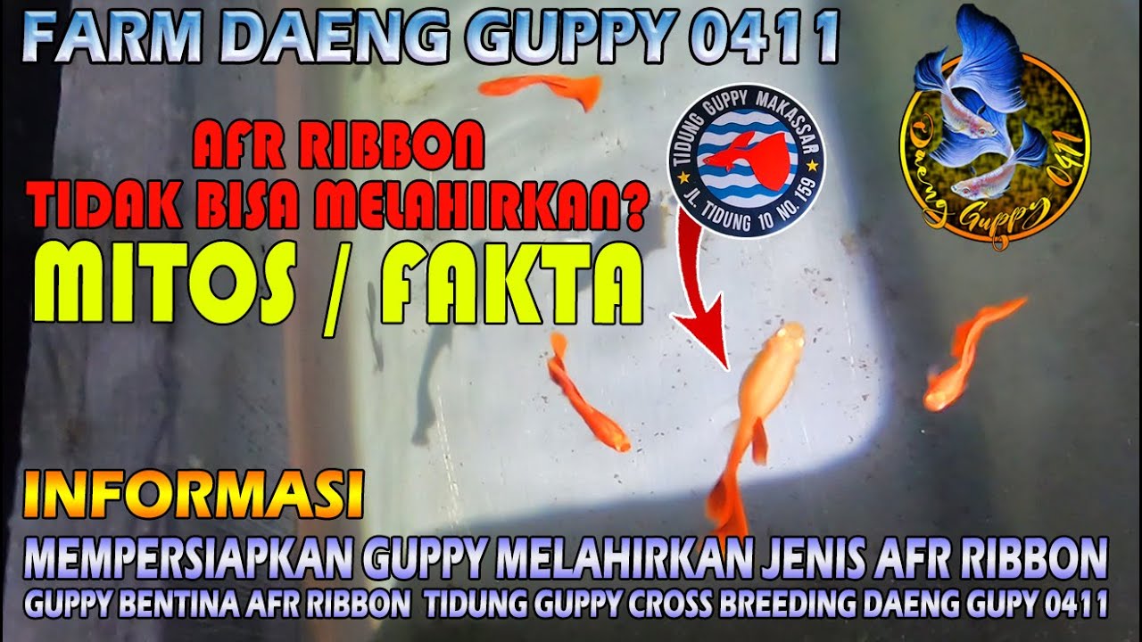 CIRI GUPPY JENIS ALBINO FULL RED RIBBON DARI TIDUNG GUPPY MAKASSAR ...