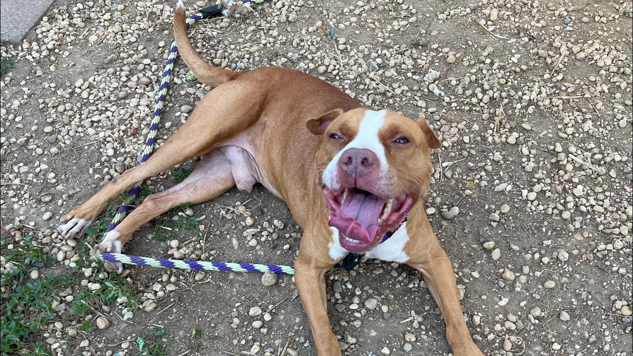 Lucky A-121477 (ACCT Philly) Play Yard - YouTube