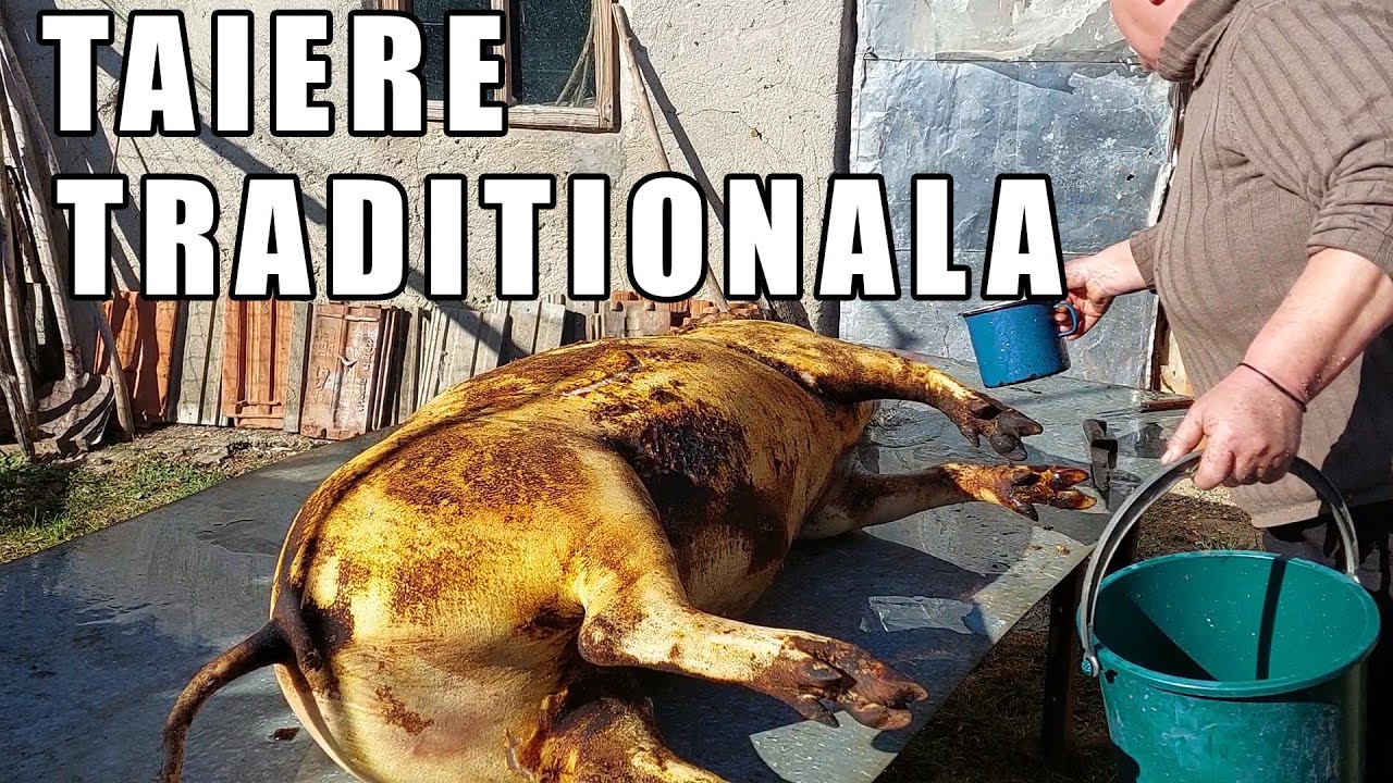 Taierea porcului in curtea bunicii, la Teleorman in satul lui Marin ...