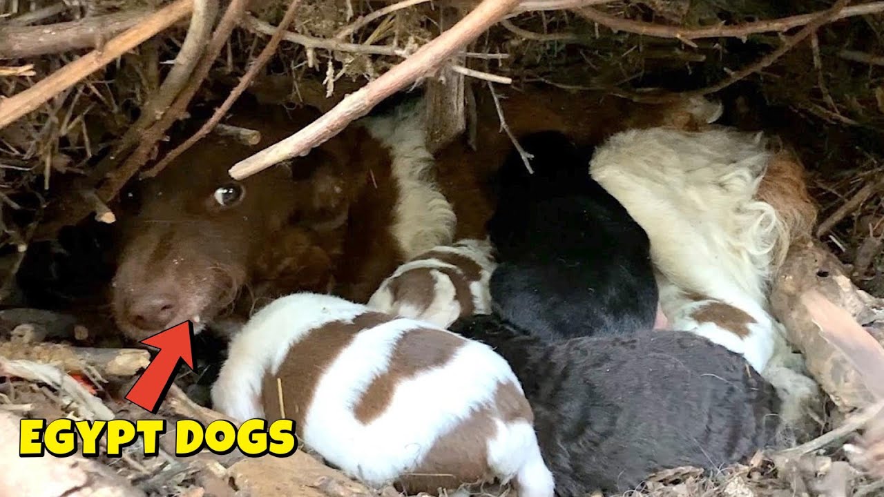 Mother dog and 11 puppies are crying for help because #animals #dogs # ...