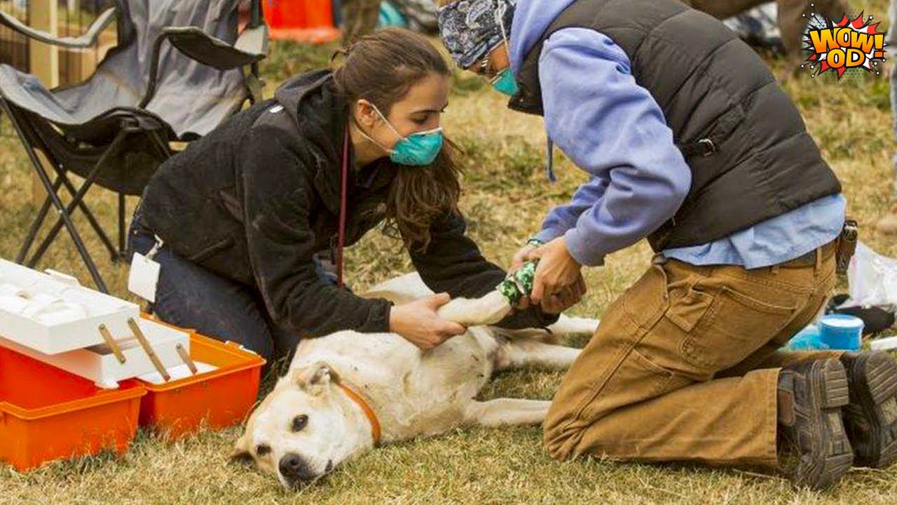 20 Acts Of Kindness Towards Animals That Asked People for Help ! #K27 ...