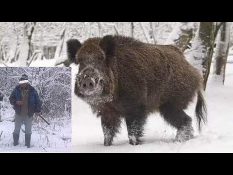 Divlji Vepar Napao lovca,Psi ga Spasili. - YouTube