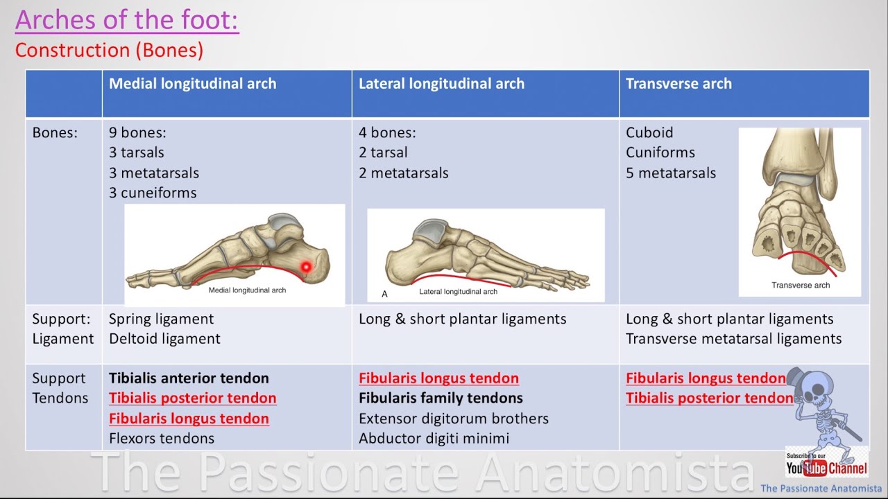 MSK module VD30 - Anatomy of the foot, part 1 - YouTube
