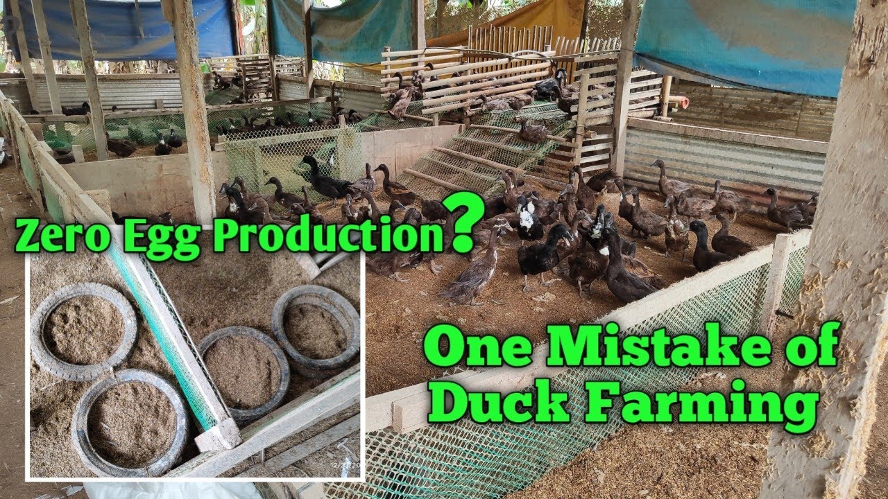 Na Ubusan ng Tubig Ang ating Mga itik | Duck Farming in Philippines ...
