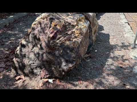 Midilli’deki 20 milyon yıllık taşlaşmış orman müzesi