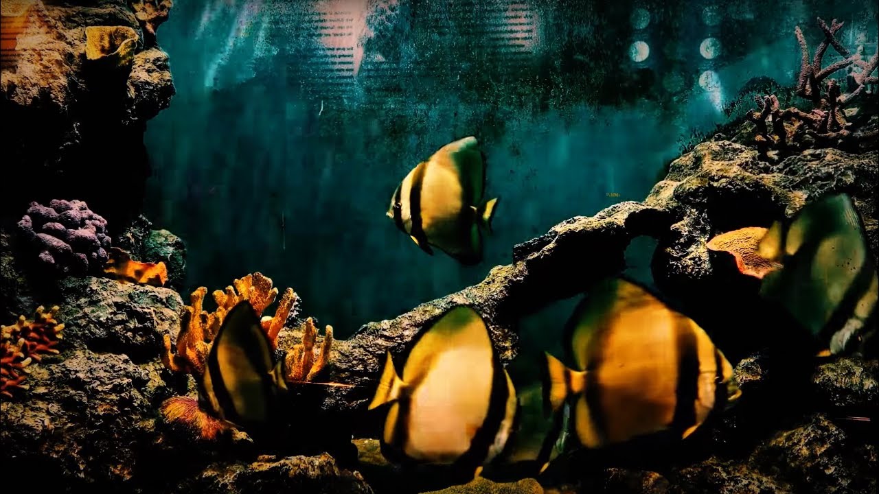 Coral reef aquarium fish collection 8 hours & Best Relax Music - YouTube