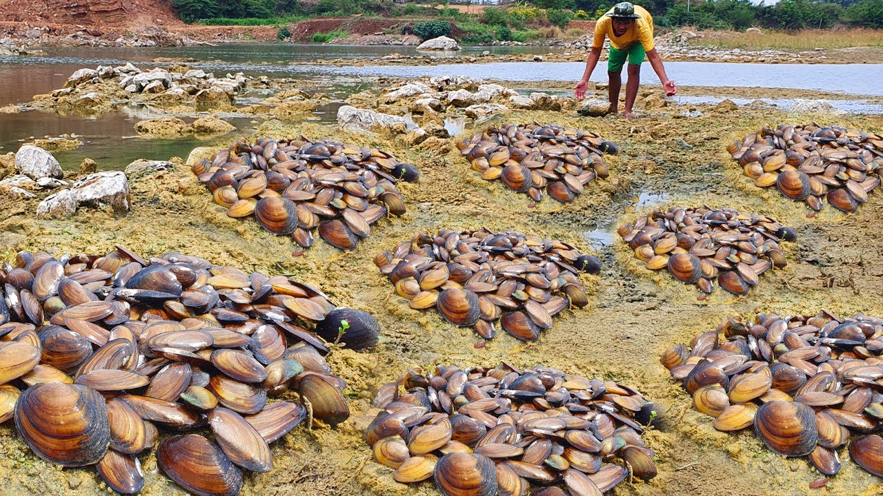 amazing fishing! fishermen skill use net to catch clams a lots in my ...