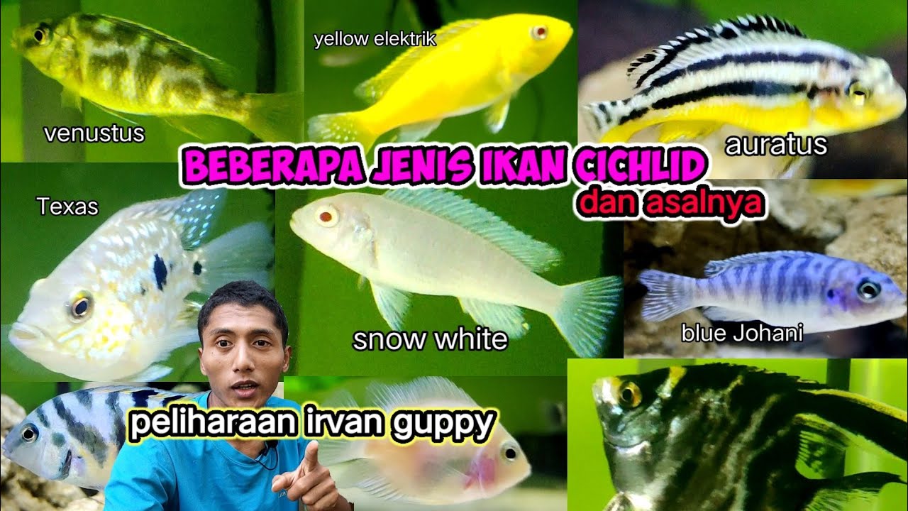 jenis jenis ikan cichlid koleksi irvan guppy - YouTube