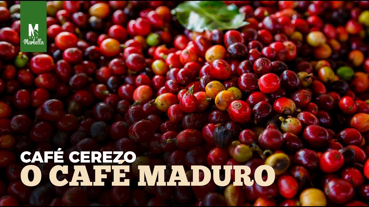 Café Cerezo o Café maduro - YouTube