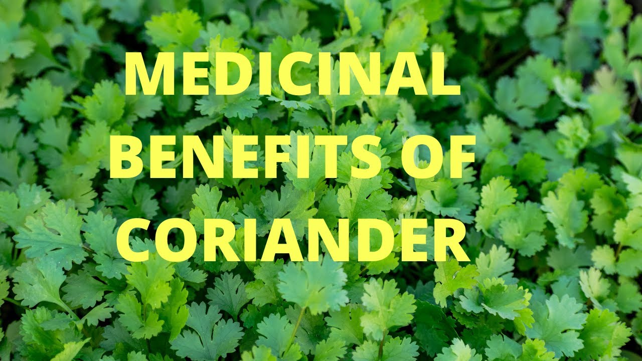 Coriander: The Health Benefits You Aren't Told About - YouTube