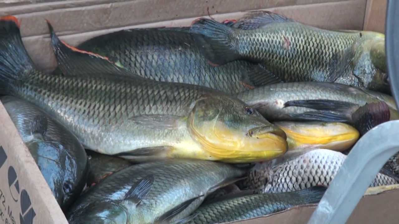 FISHING IN BOTSWANA - YouTube