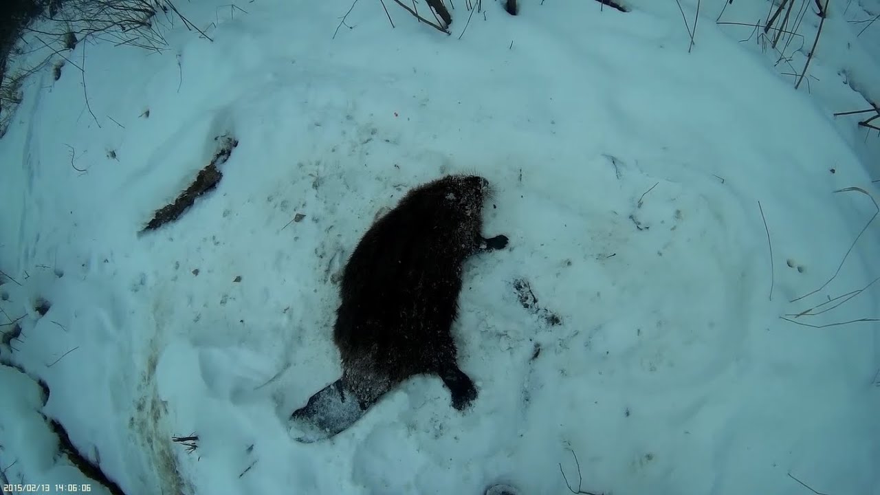 The 70 Pound Beaver, End of Winter '22 Trapping Season (Ep. 6) - YouTube