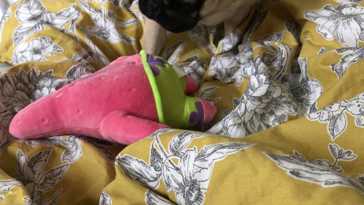 Pug and Patrick Sponge Bob - YouTube