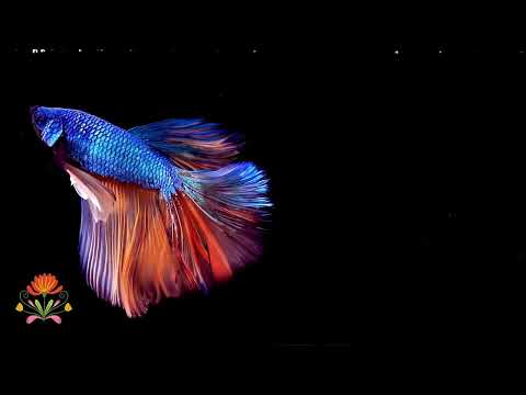 4K UHD Betta Fish Swimming Majestic Calming Music