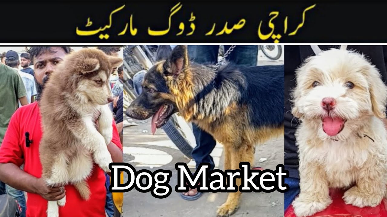 Sunday Dog Market Karachi Pakistan | Saddar Dogs Market | Dog Market ...