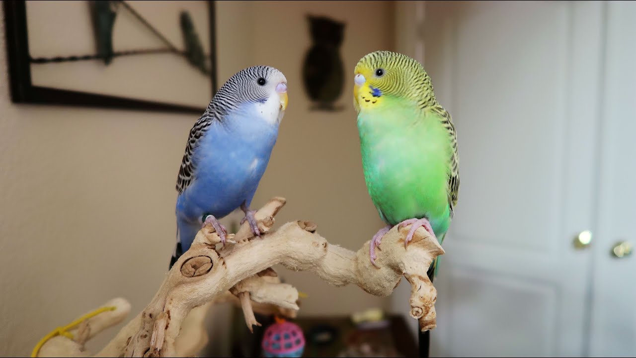 Flight Delight: Unveiling the Secrets Behind Budgies Soaring High - YouTube