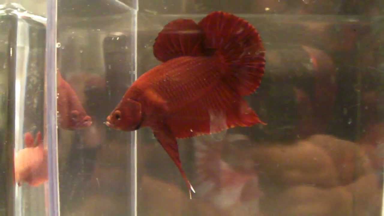 California Betta Society Fall 2012 show winners - YouTube