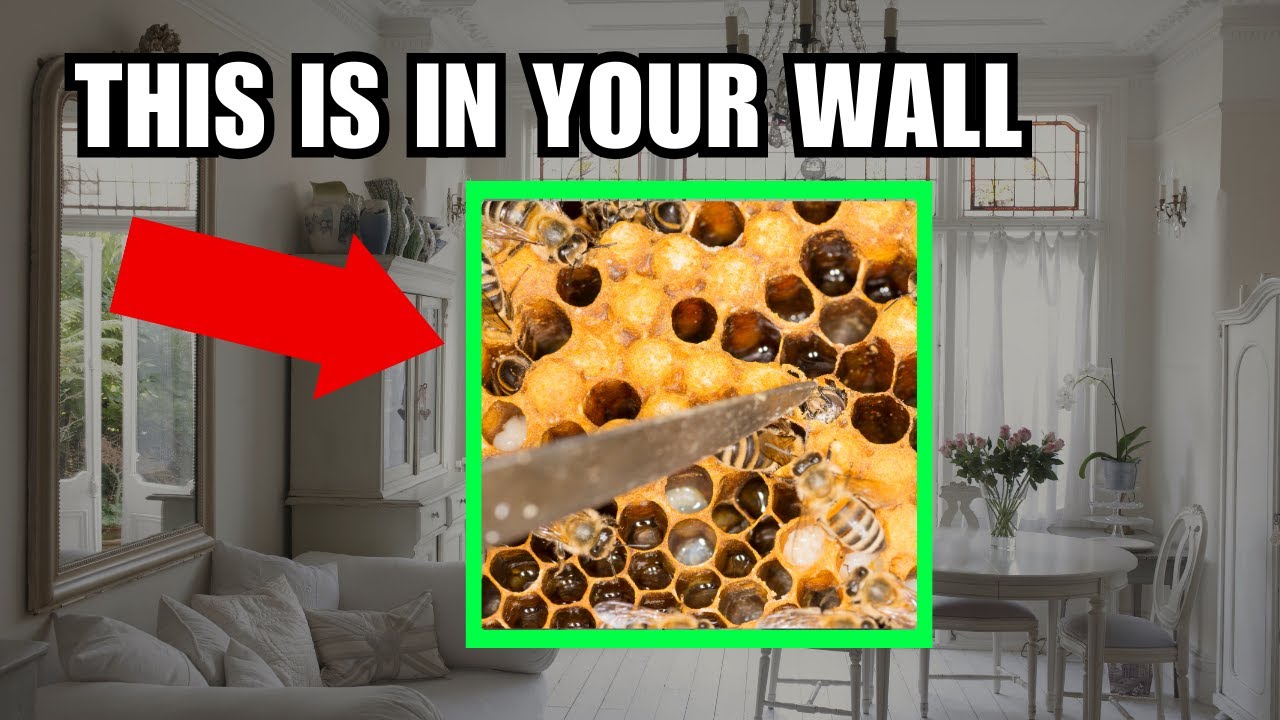 What To Do If You Have BEES In Your House & Why It Causes Way More ...