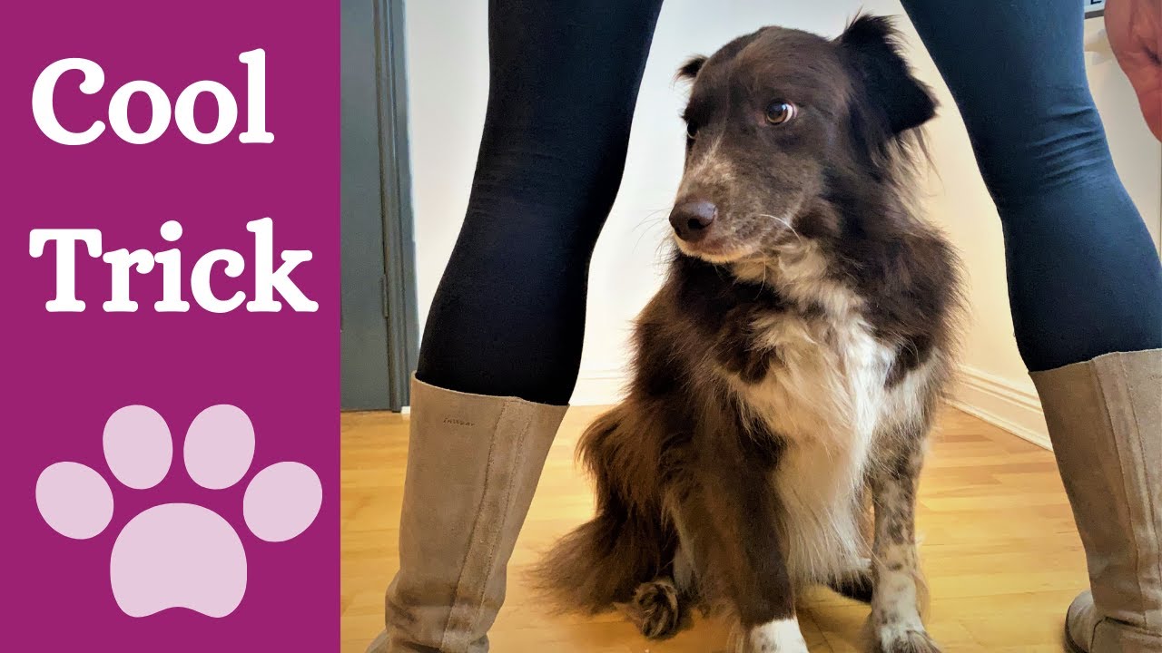 Train your dog to weave between your legs [fun tricks to teach your dog ...