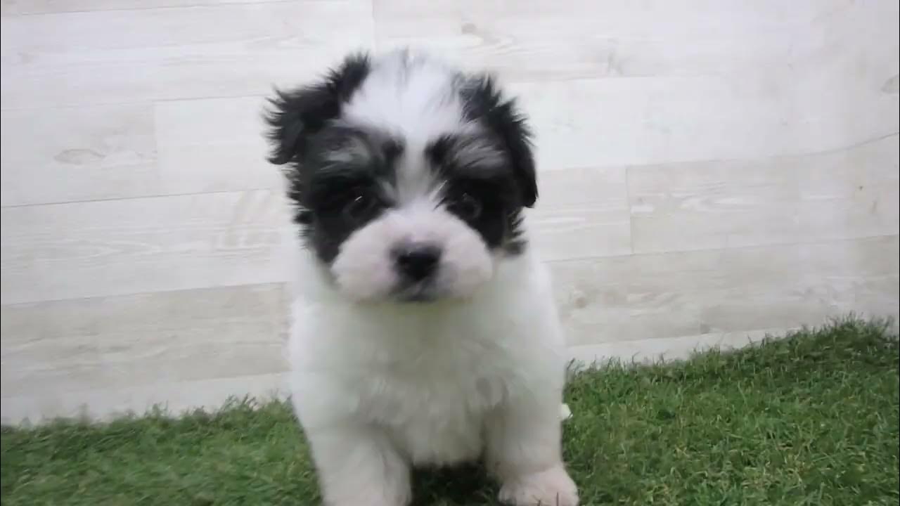 ペットショップCoo&RIKU No.00708380 MIX（ハーフ） - YouTube