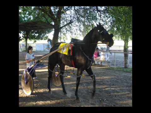 los caballos del stud el PANGARE - YouTube