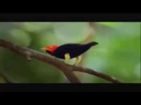 Moonwalking Bird - YouTube