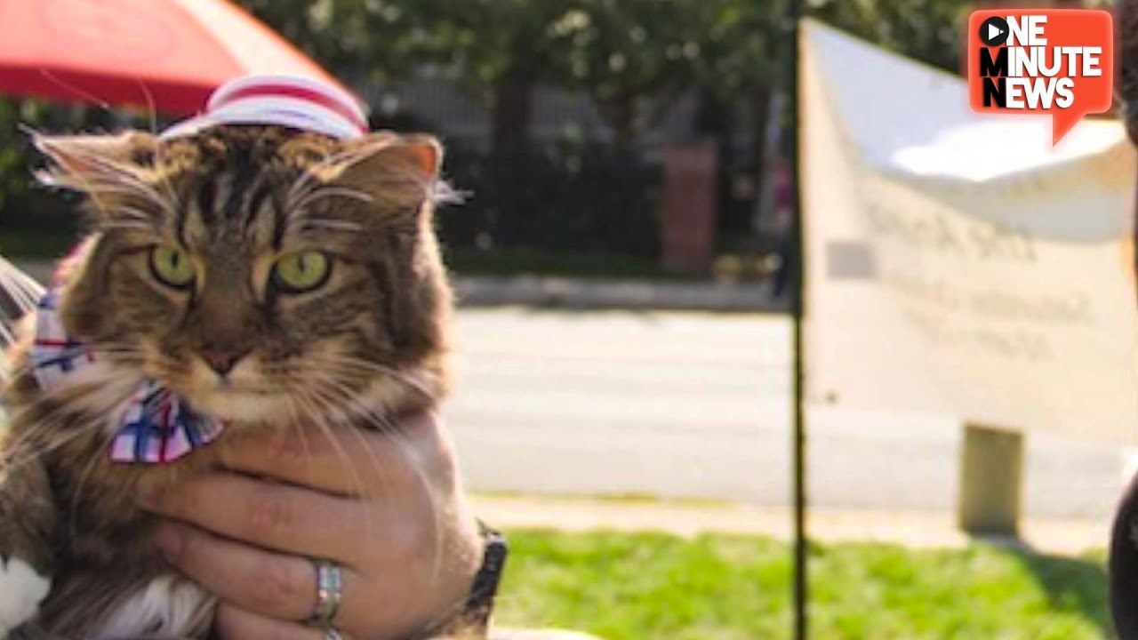 Hank the Cat Places Third in Virginia Senate Race - YouTube