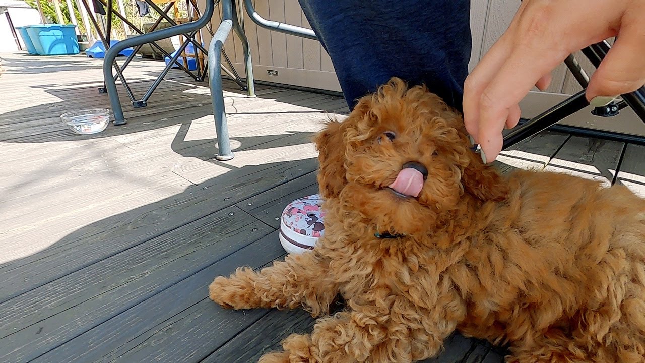 Toy Poodle Puppy and Little Giraffe | Life with ZEN the Dog - YouTube
