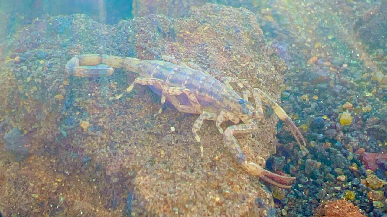 Sexy Scorpion On Big Island, Hawaii @ Green Sands Beach! 🌋 - YouTube