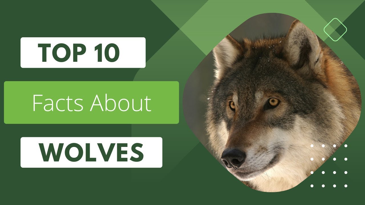 Top 10 Facts About Wolves - YouTube