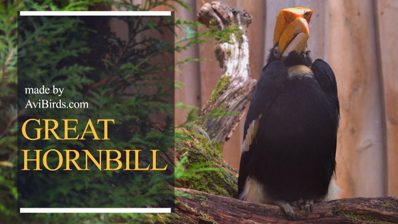 Great Hornbill / Concave-Casqued / Great Indian / Great Pied Hornbill [Buceros Bicornis] - YouTube