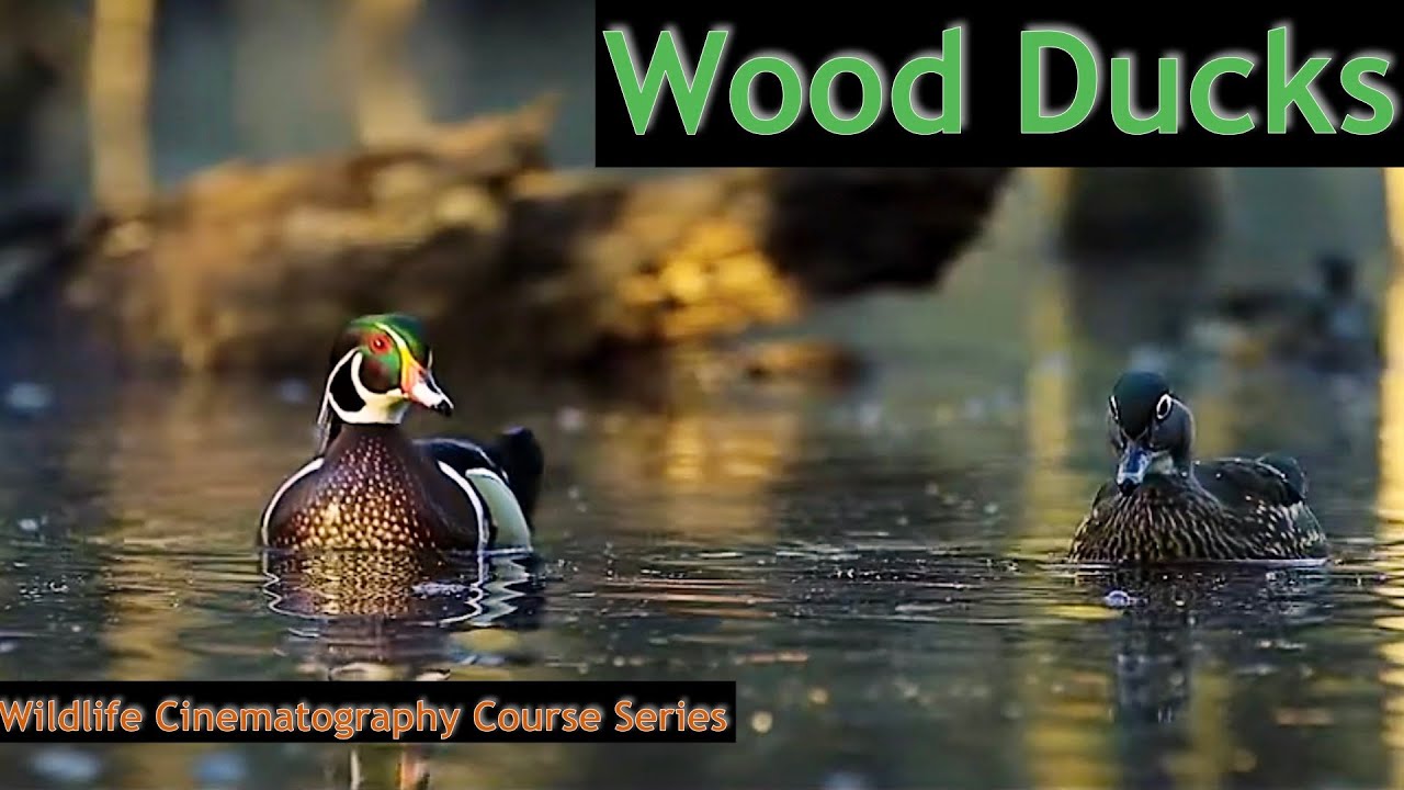 Revealing the secret life of Wood Ducks - YouTube