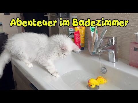 Abenteuer im Badezimmer | Maine Coon Kätzchen Bellis