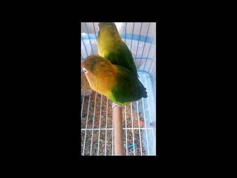 Cennet Papağanlarım