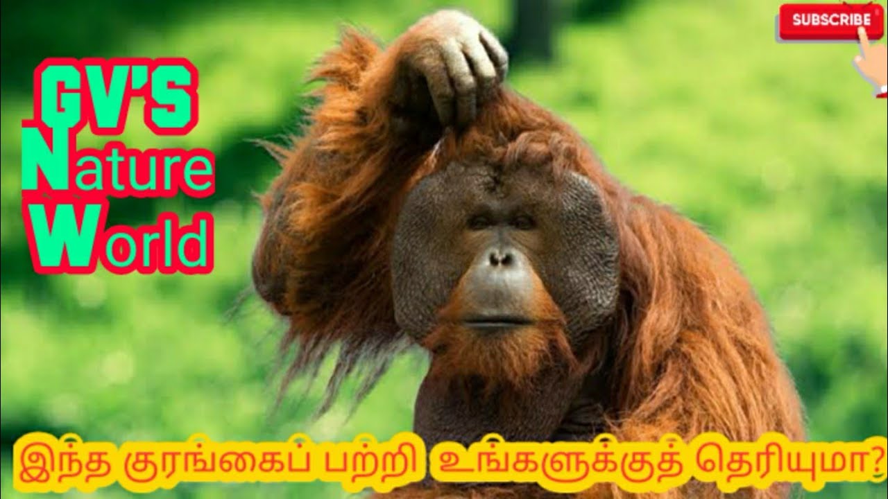 Orangutan monkey in Tamil.@Nature World Tamil - YouTube