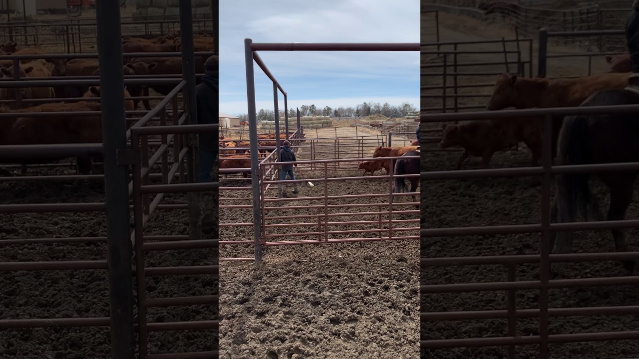 Sorting Cows and Calves - YouTube