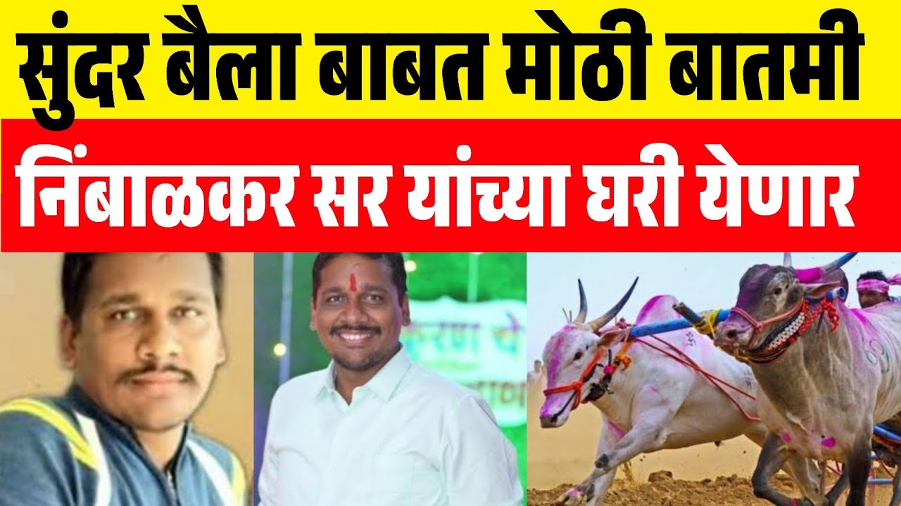 सुंदर बैला बाबत मोठी अपडेट | Ranjit Nimbalkar Sir | Sundar Bail ...