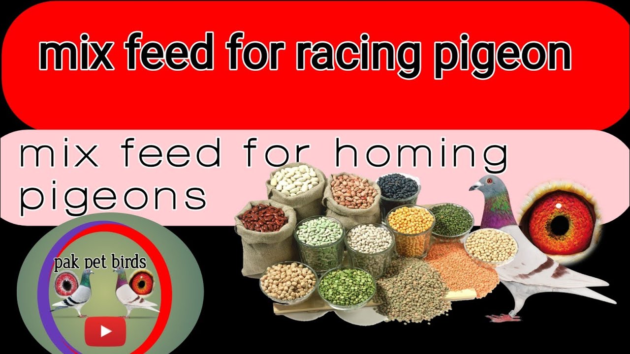 racing pigeon mix feed// homing pigeons feed// pigeons feed//racing ...
