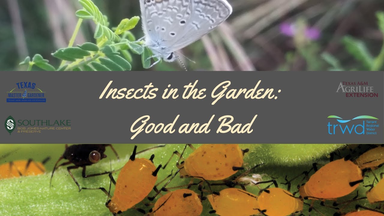 Insects in the Garden: Good and Bad - YouTube