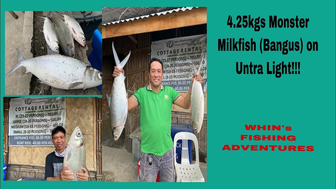 4.25kgs Monster Milkfish (Bangus) on Ultra Light!!! // Big Fish vs ...