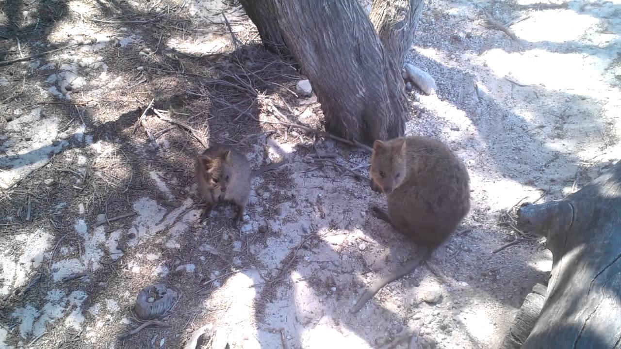 Rottnest - Attack of the Quokas - YouTube