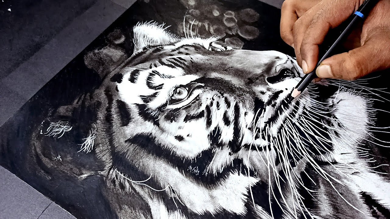 Realistic TIGER 🐅 Drawing with charcoal pencil || Step by Step tiger ...