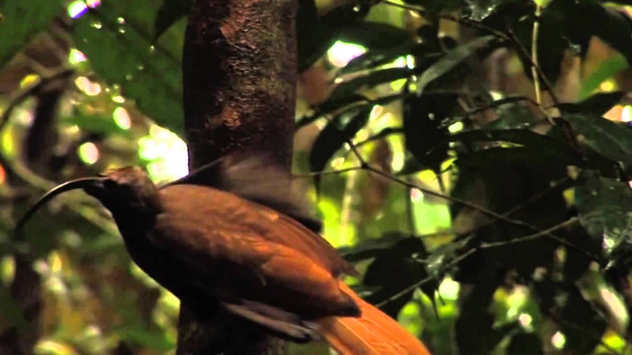Black billed Sicklebill 1 2014 - YouTube