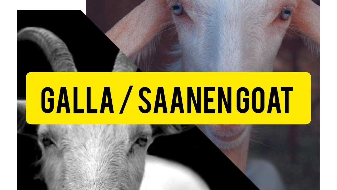 How to identify Galla and Saanen goat breed| Goat production Episode 2 ...
