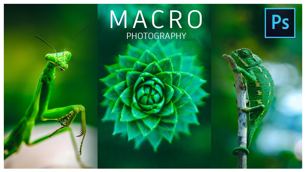 [ Color Effect ] MACRO PHOTOGRAPHY - Photoshop Tutorial - YouTube