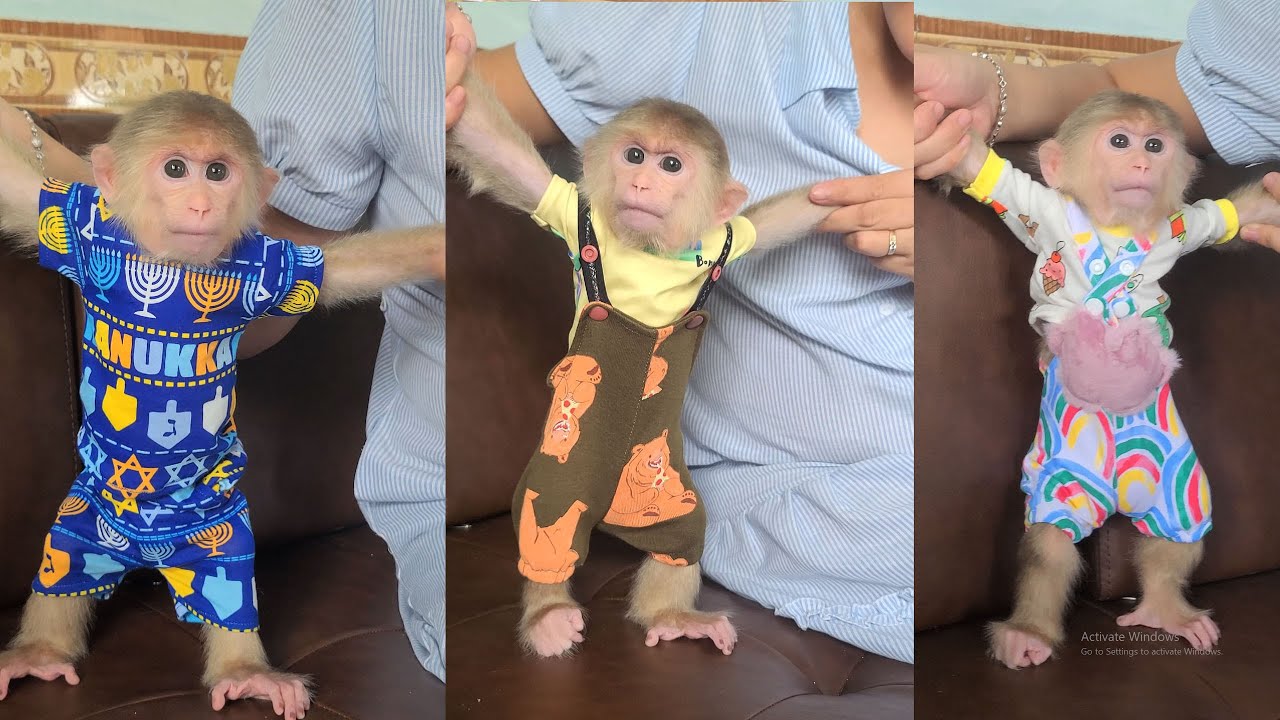 Baby Monkey David was given a lot of new clothes by his mother - YouTube
