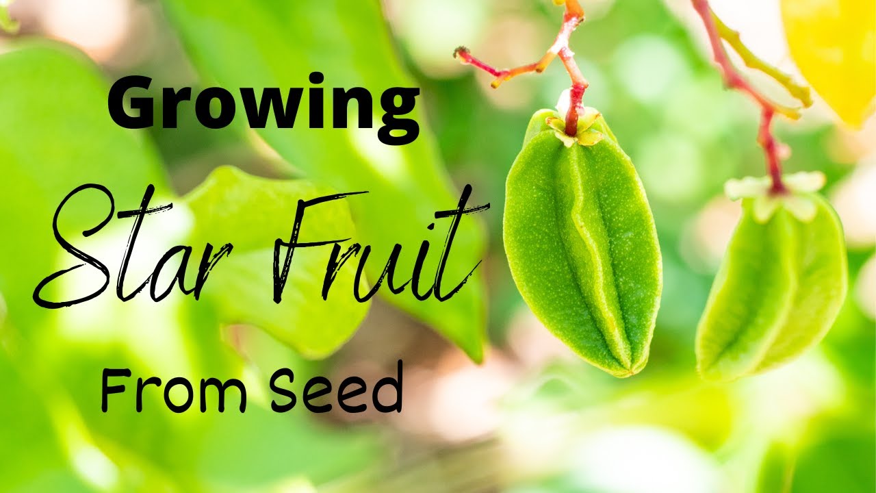 Young Star Fruit Tree Grown From Seed! - YouTube