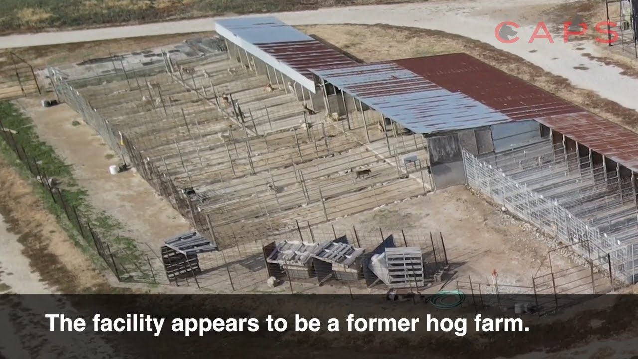 Judy Koehn's USDA Licensed Puppy Mill in Burns, KS | Kansas Dog Breeder ...