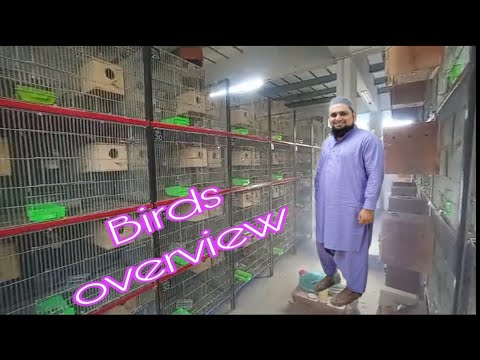 Lovebirds & Fawn Java Breeding Setup #hobby #passion #business # ...